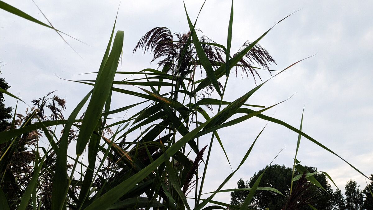 xkH-eo by Darius Čiuta (Album; n/a; n/a): Reviews, Ratings, Credits ...