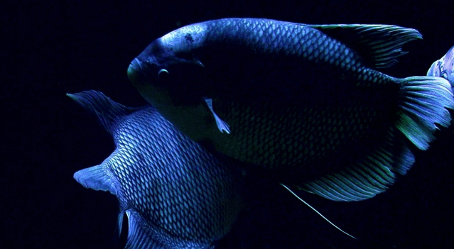 Don't Give Up by Washed Out (Music video, Chillwave): Reviews, Ratings ...