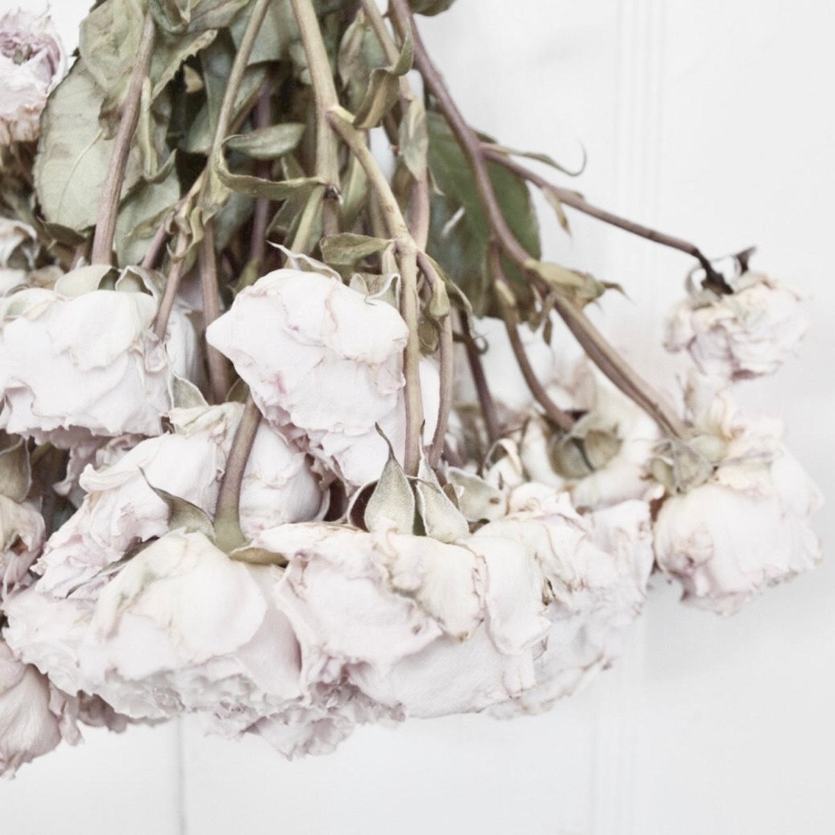 February 11, 1963 by Sophie Woodhouse (Single, Folk Pop): Reviews ...