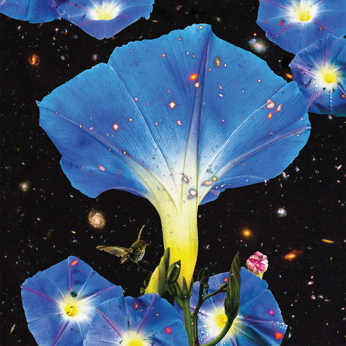 Nighttime Birds and Morning Stars by Sarah Louise (Album, Free Folk ...