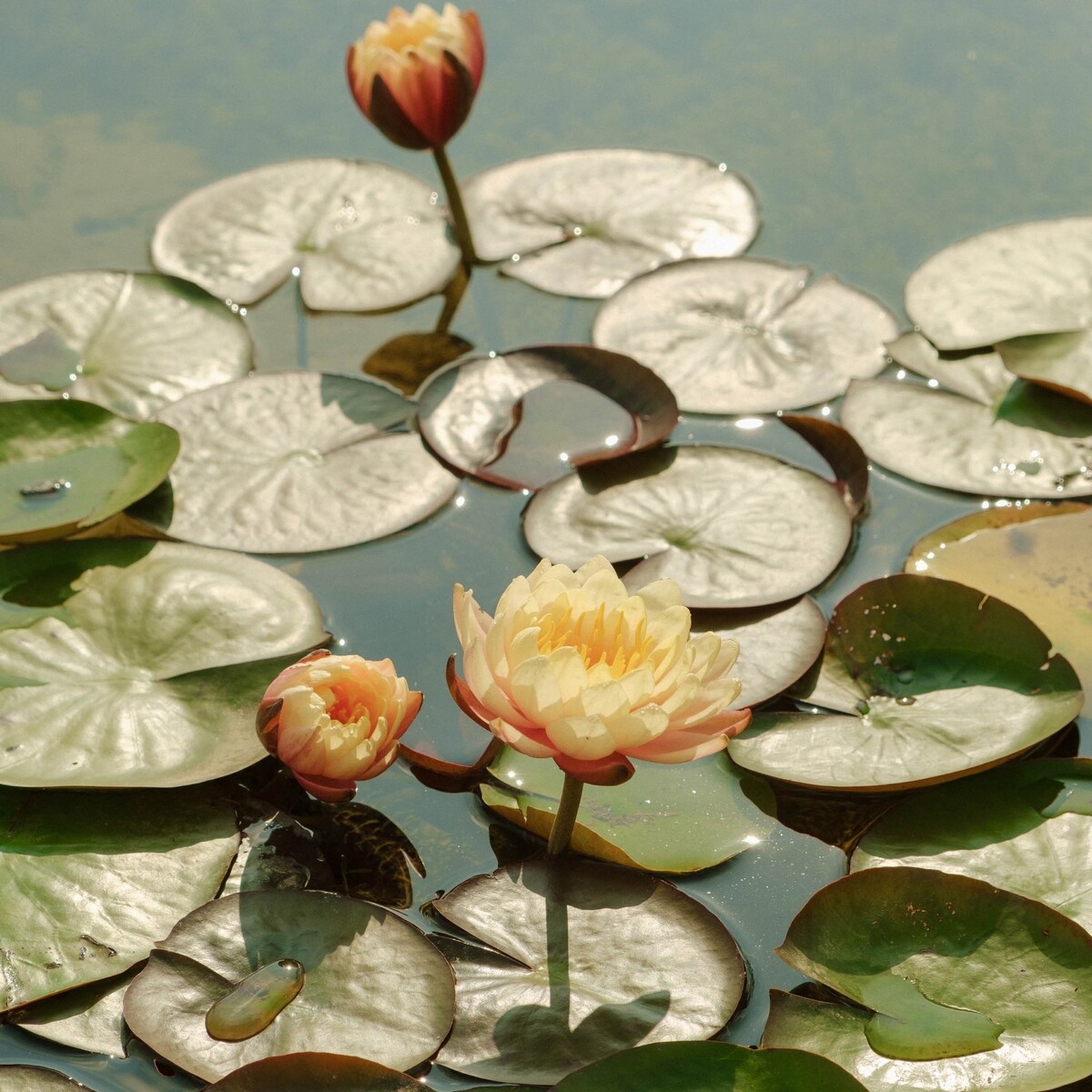 수련 by 너와 [neowa] (Single): Reviews, Ratings, Credits, Song list - Rate ...