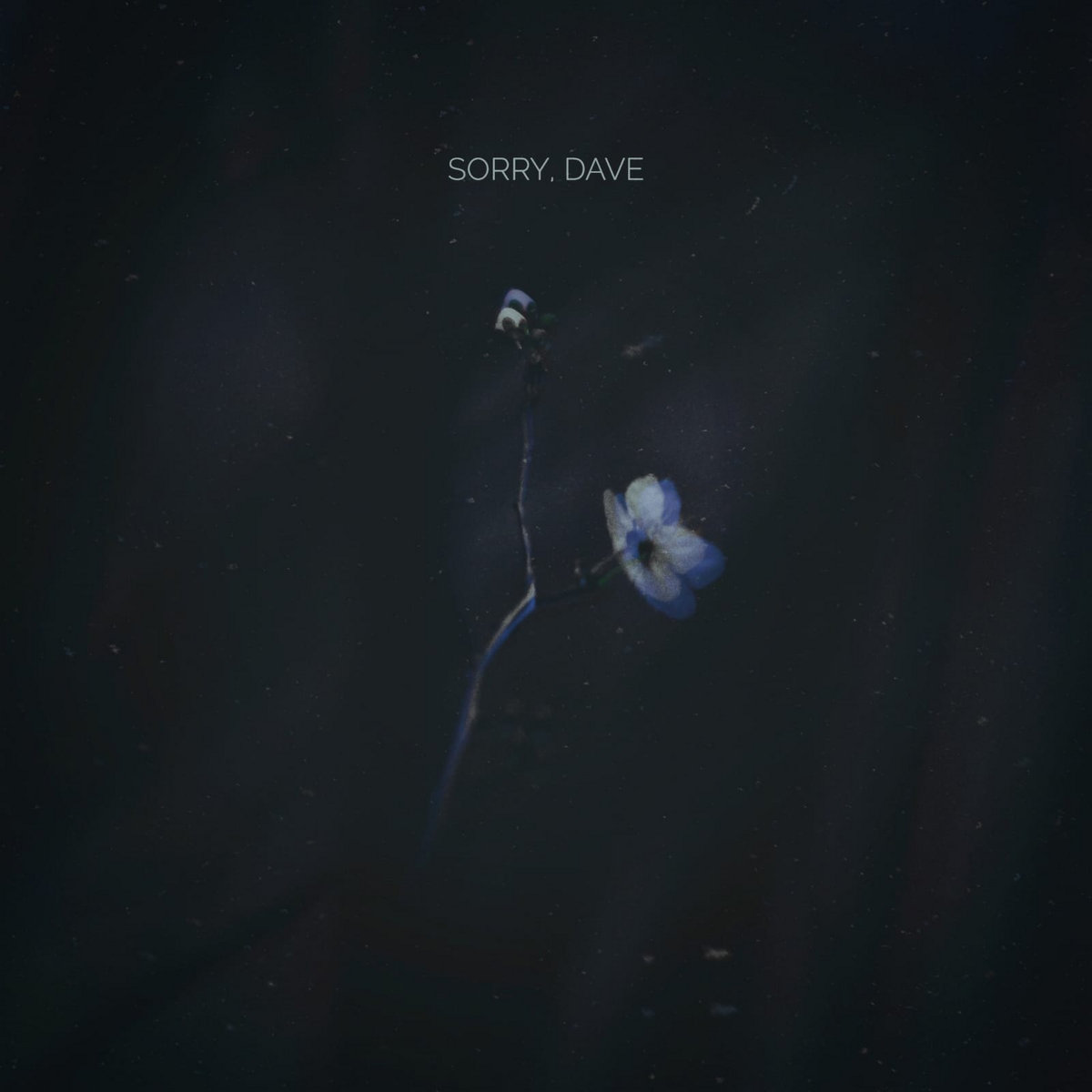 Sorry, Dave Albums: songs, discography, biography, and listening guide ...