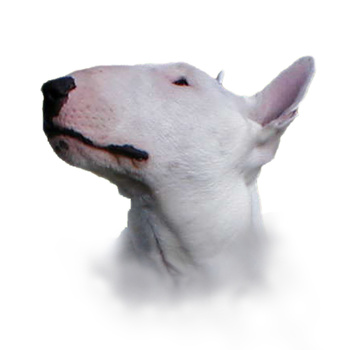 Cyan Kid Albums: songs, discography, biography, and listening guide ...