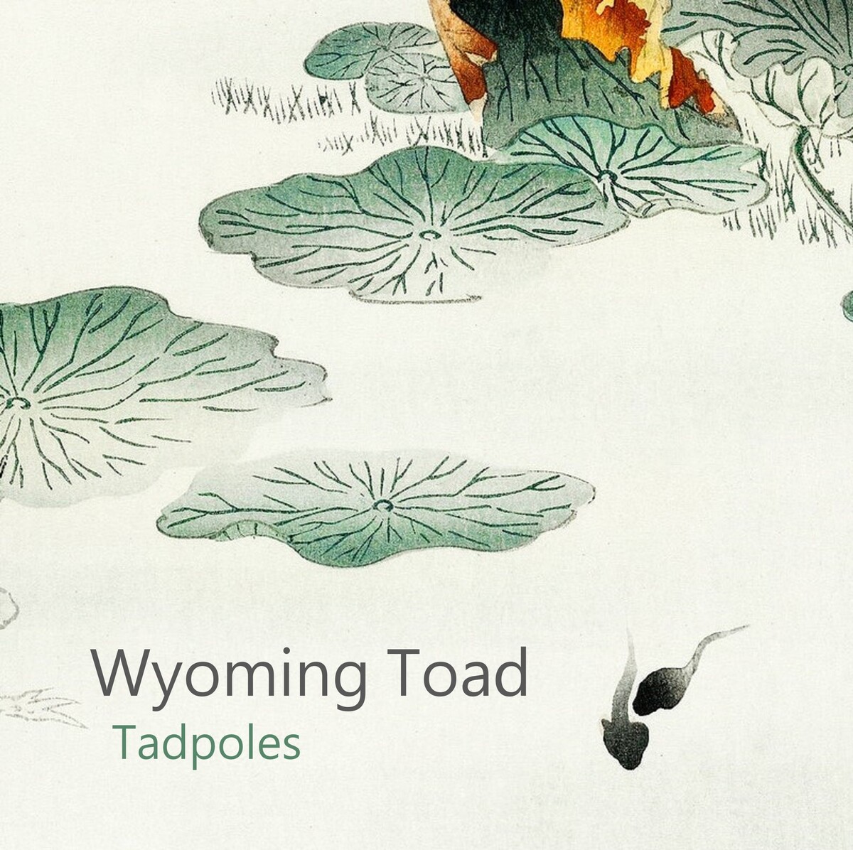 Tadpoles by Wyoming Toad (Album): Reviews, Ratings, Credits, Song list ...