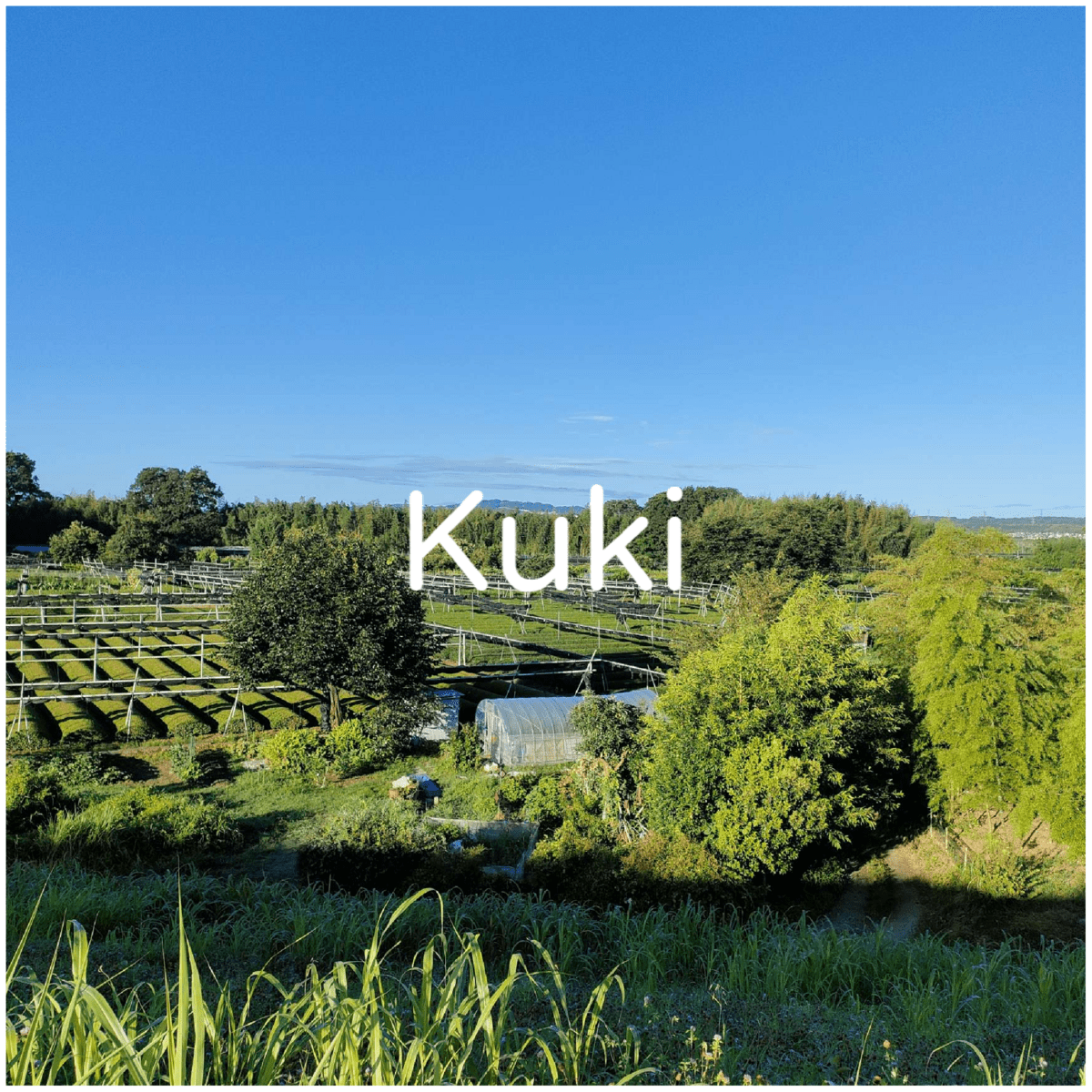 Kuki by Michiru Aoyama (Album): Reviews, Ratings, Credits, Song list ...