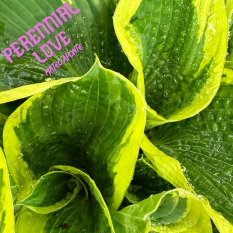 Perennial Love by Mateo Aponte (Single): Reviews, Ratings, Credits ...