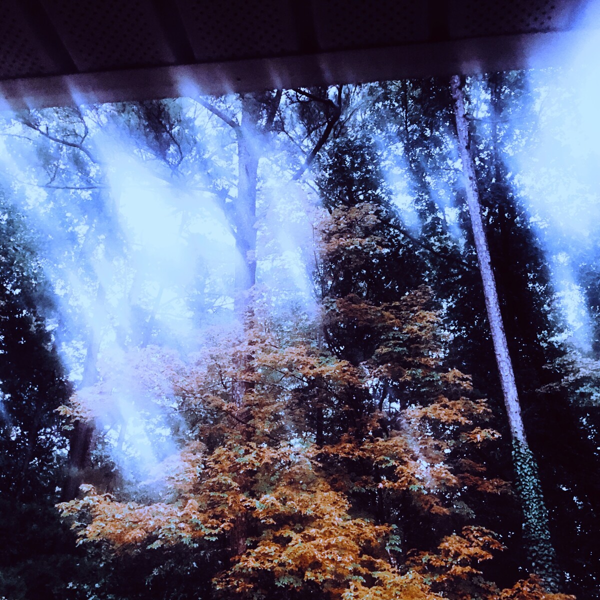 Solitude by Robin (Single): Reviews, Ratings, Credits, Song list - Rate Your Music