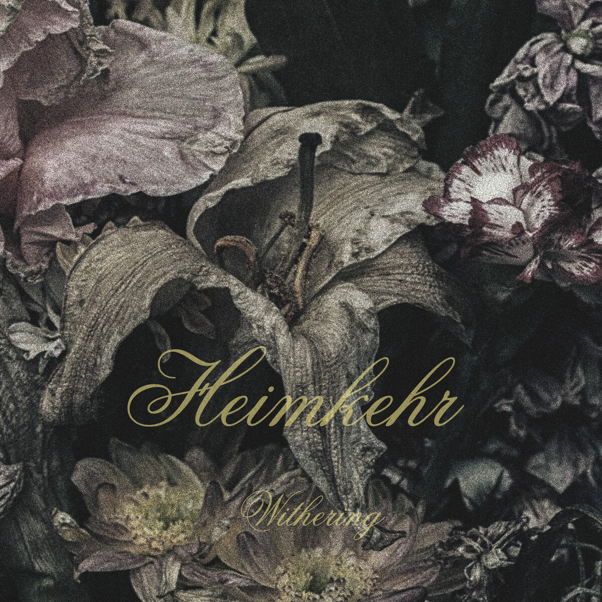 Withering by Heimkehr (Album, Ambient Noise Wall): Reviews, Ratings ...