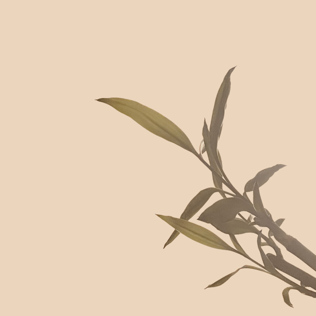 Mary Lily Albums: songs, discography, biography, and listening guide ...