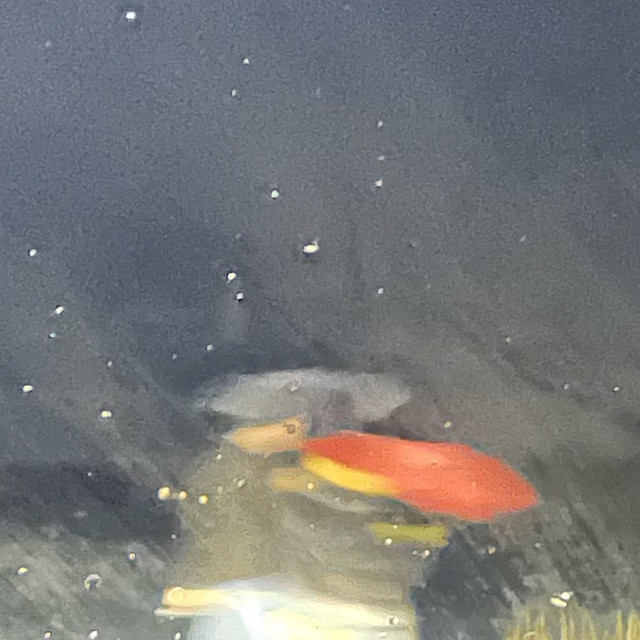 faults (Dram Interpolation) by Calvin-Maysun Pink & ZionKat (Single ...