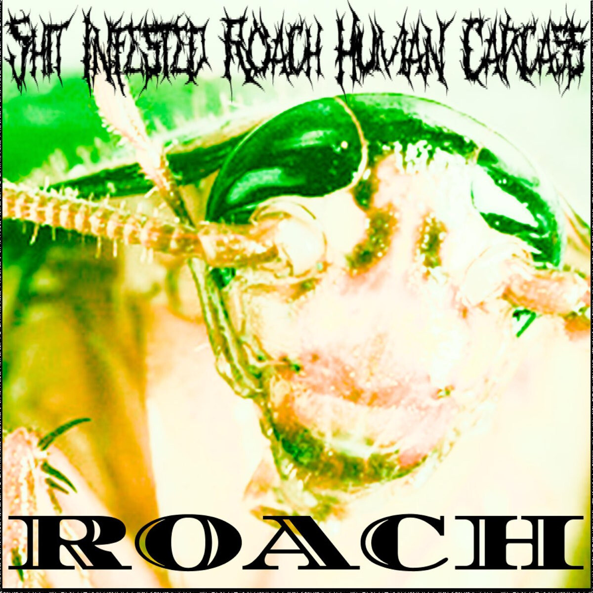 Shit Infested Roach Human Carcass Albums: songs, discography, biography, and listening guide ...