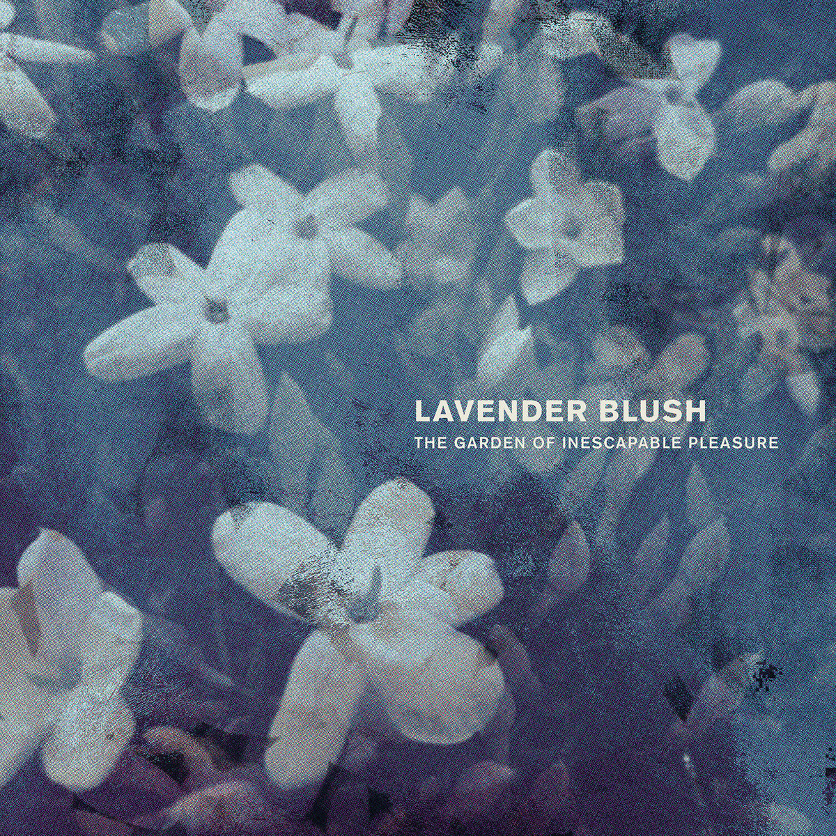 Lavender Blush Albums: songs, discography, biography, and listening ...