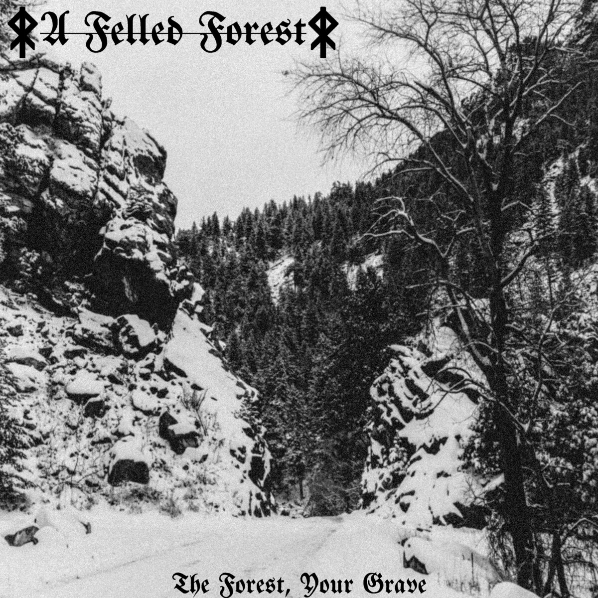 A Felled Forest Albums: songs, discography, biography, and listening ...