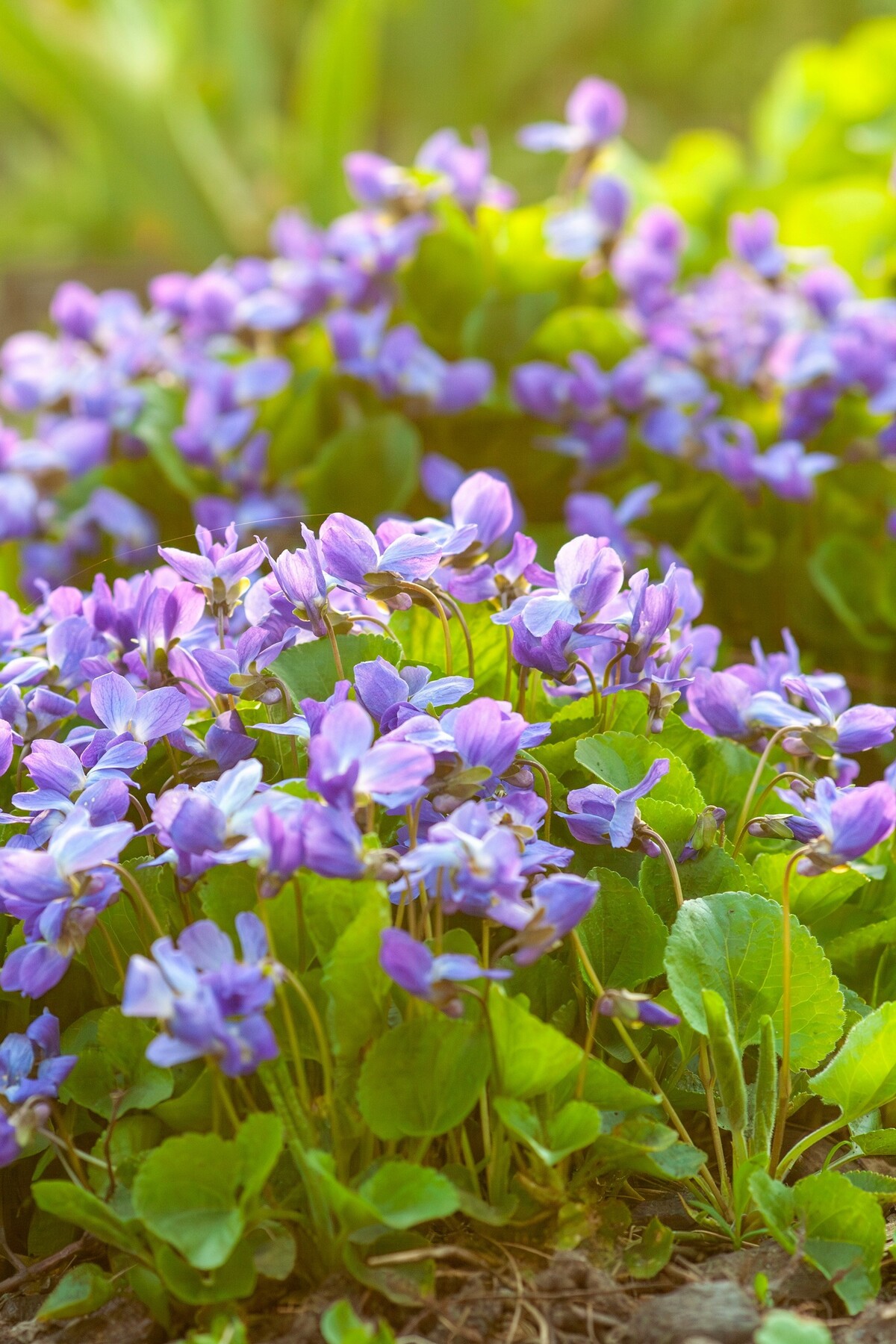 Fields of Violets by Scott Lawlor (Album): Reviews, Ratings, Credits ...