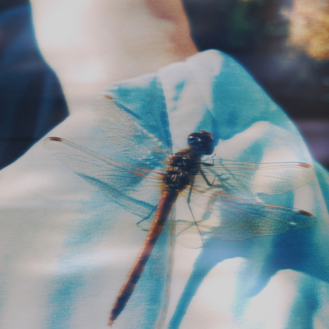 Dragonfly by Dirty Mary (Single): Reviews, Ratings, Credits, Song list ...