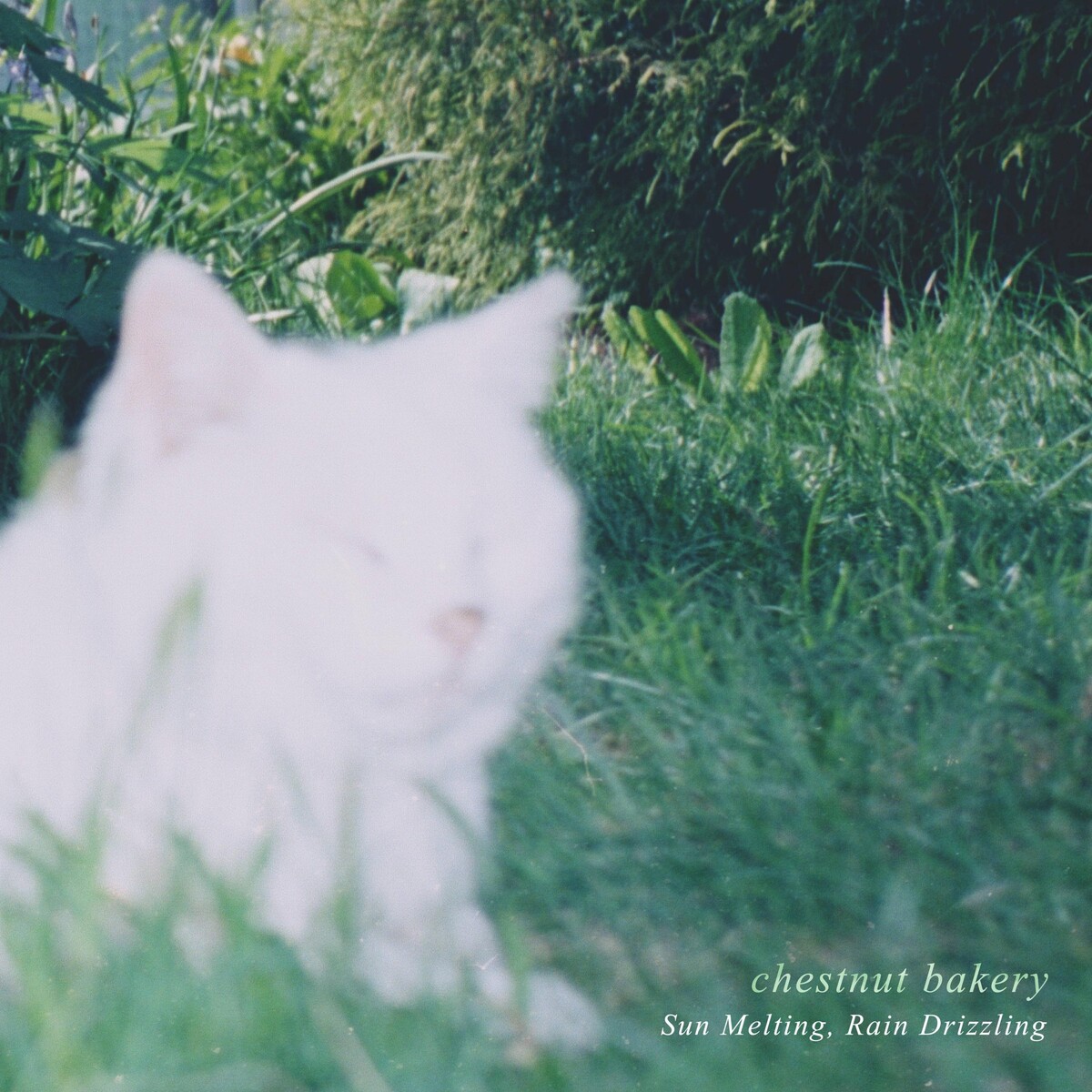 Sun Melting, Rain Drizzling by Chestnut Bakery (EP; Boring): Reviews, Ratings, Credits, Song ...