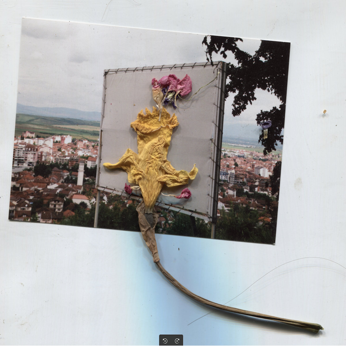 Does the bird fly over your head? by Belave (Album): Reviews, Ratings ...