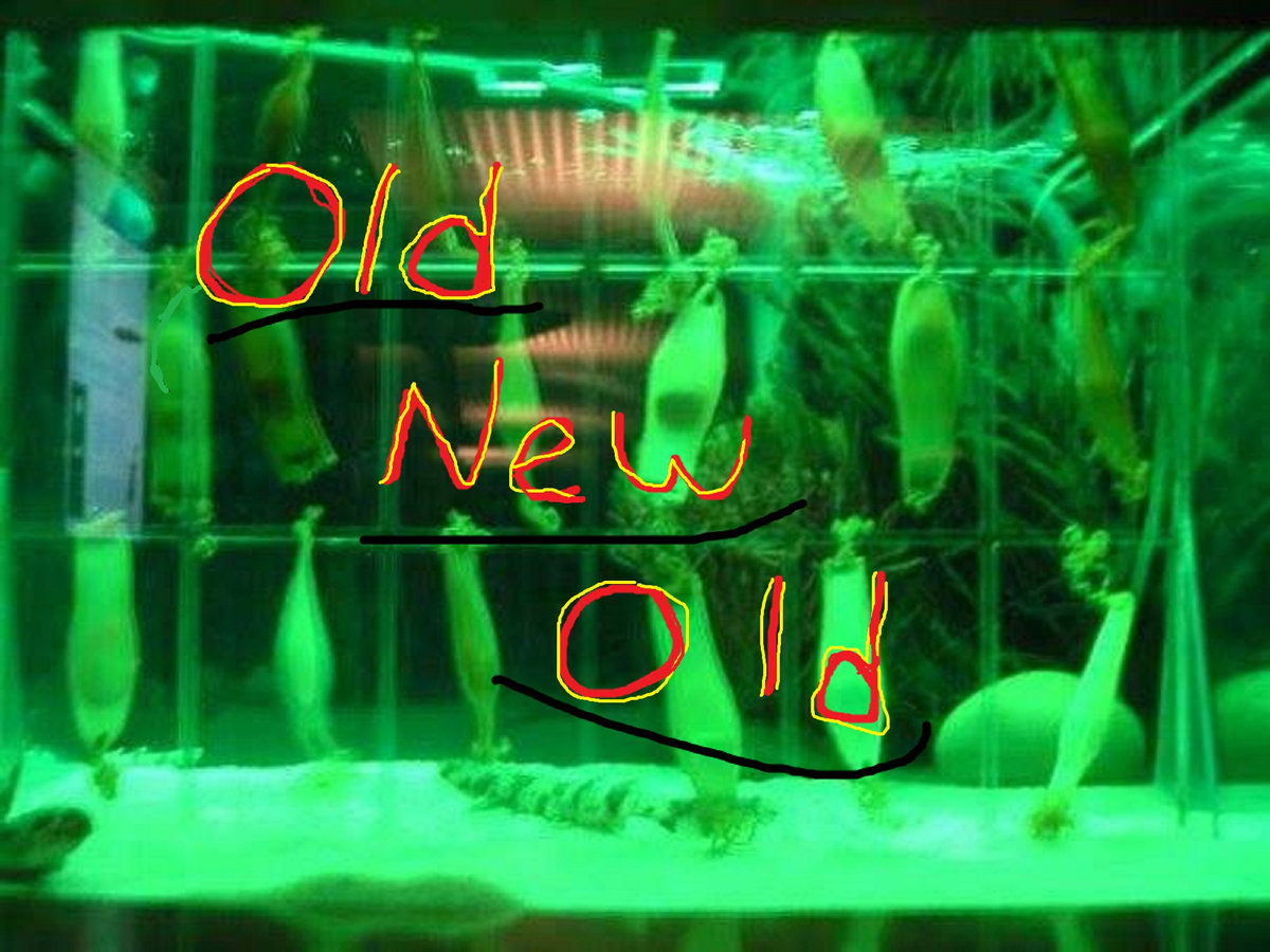 Old/New/Old by Argument Club (Album, EAI): Reviews, Ratings, Credits ...