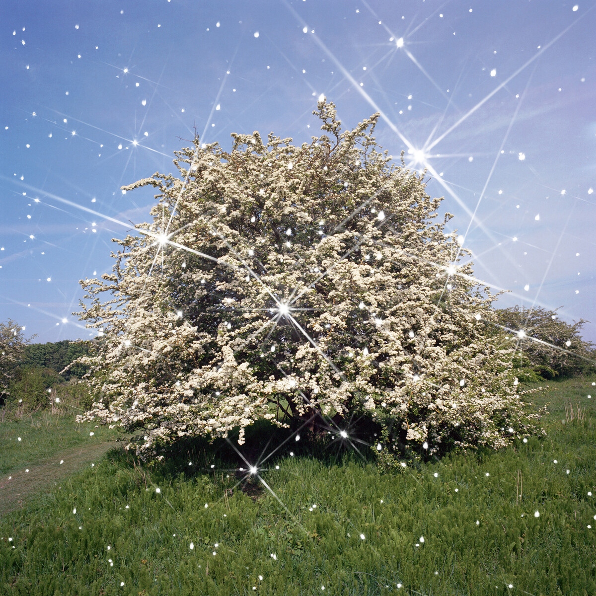 Volume by Caribou (Single, Microhouse): Reviews, Ratings, Credits, Song list - Rate Your Music