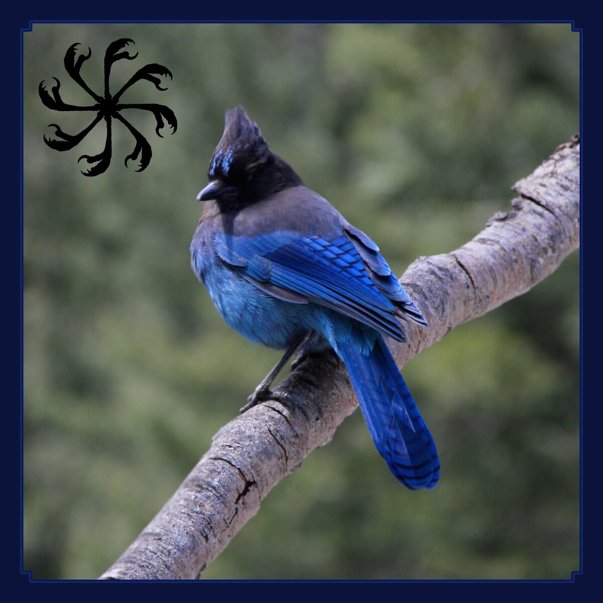 Cycle of the Raven Talons Albums: songs, discography, biography, and ...