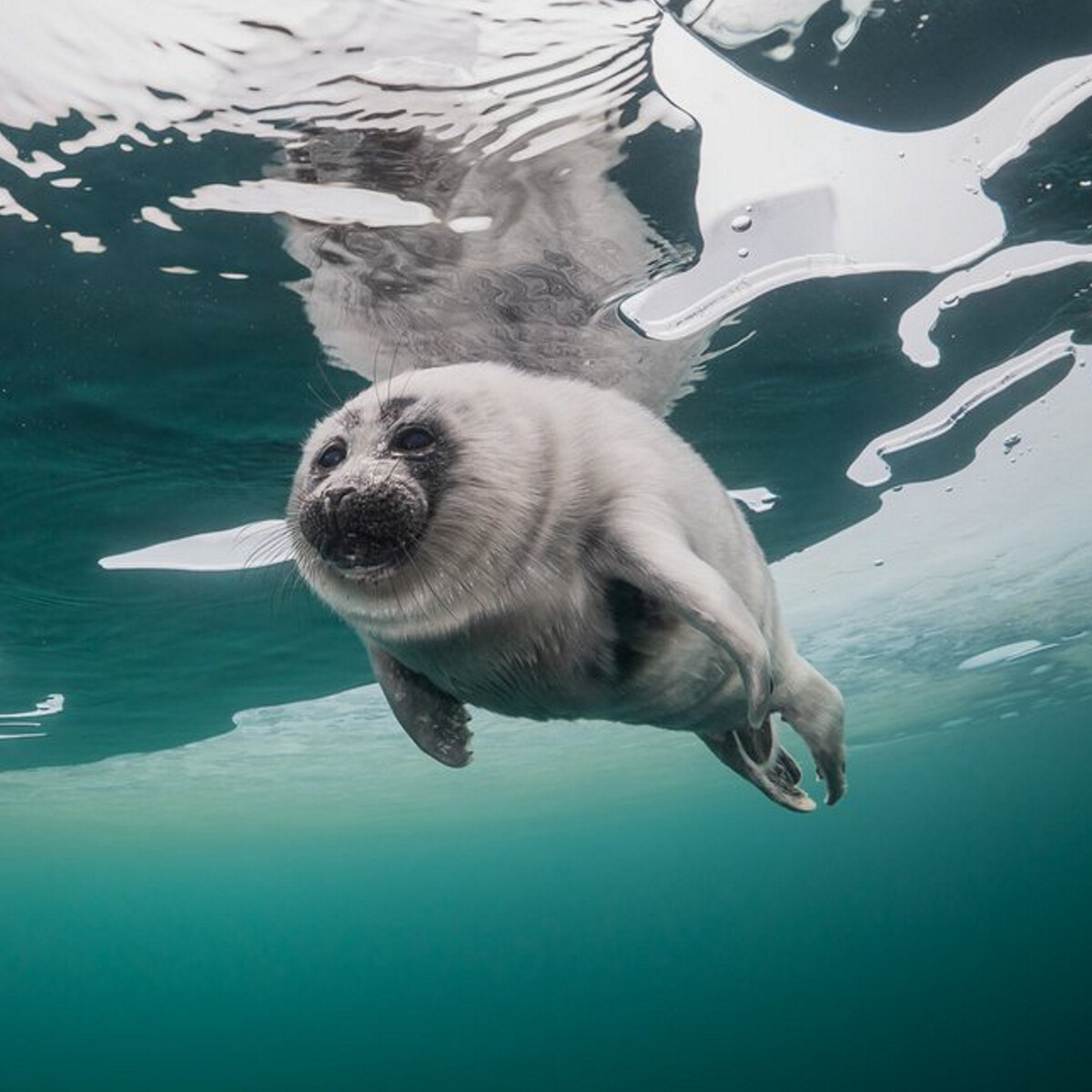 Save the Planet! by Space Cadet Sarah Locklin (Single, Acid Techno ...