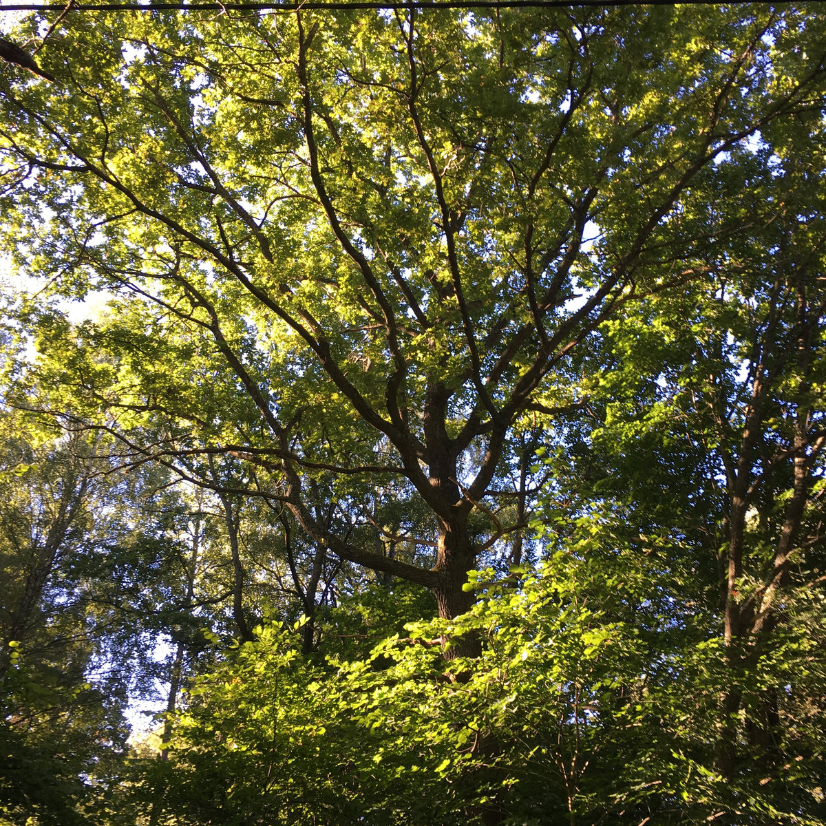 Ulf Cederlund Albums: songs, discography, biography, and listening ...