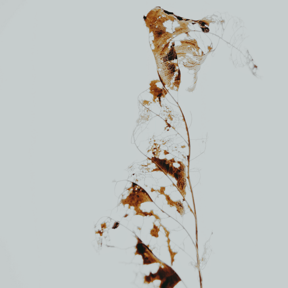 Spring | Worn by Ishmael Cormack (EP): Reviews, Ratings, Credits, Song ...