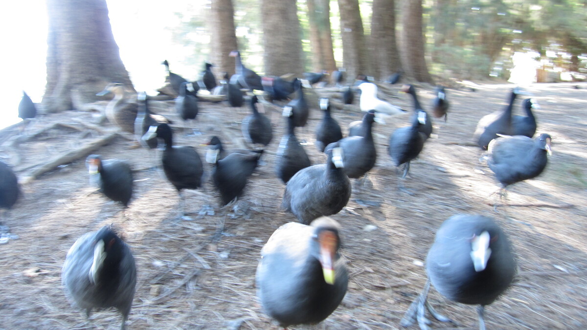 Windowslowed by frogurt (Single): Reviews, Ratings, Credits, Song list ...