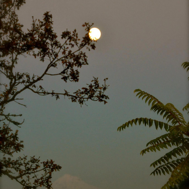 Limbo by anne october (Single): Reviews, Ratings, Credits, Song list ...