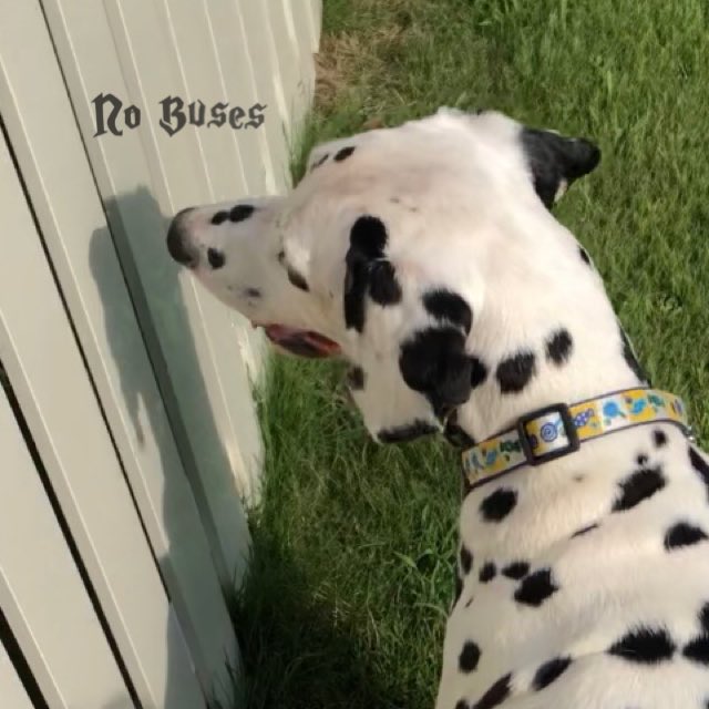 No Buses Albums: songs, discography, biography, and listening guide ...