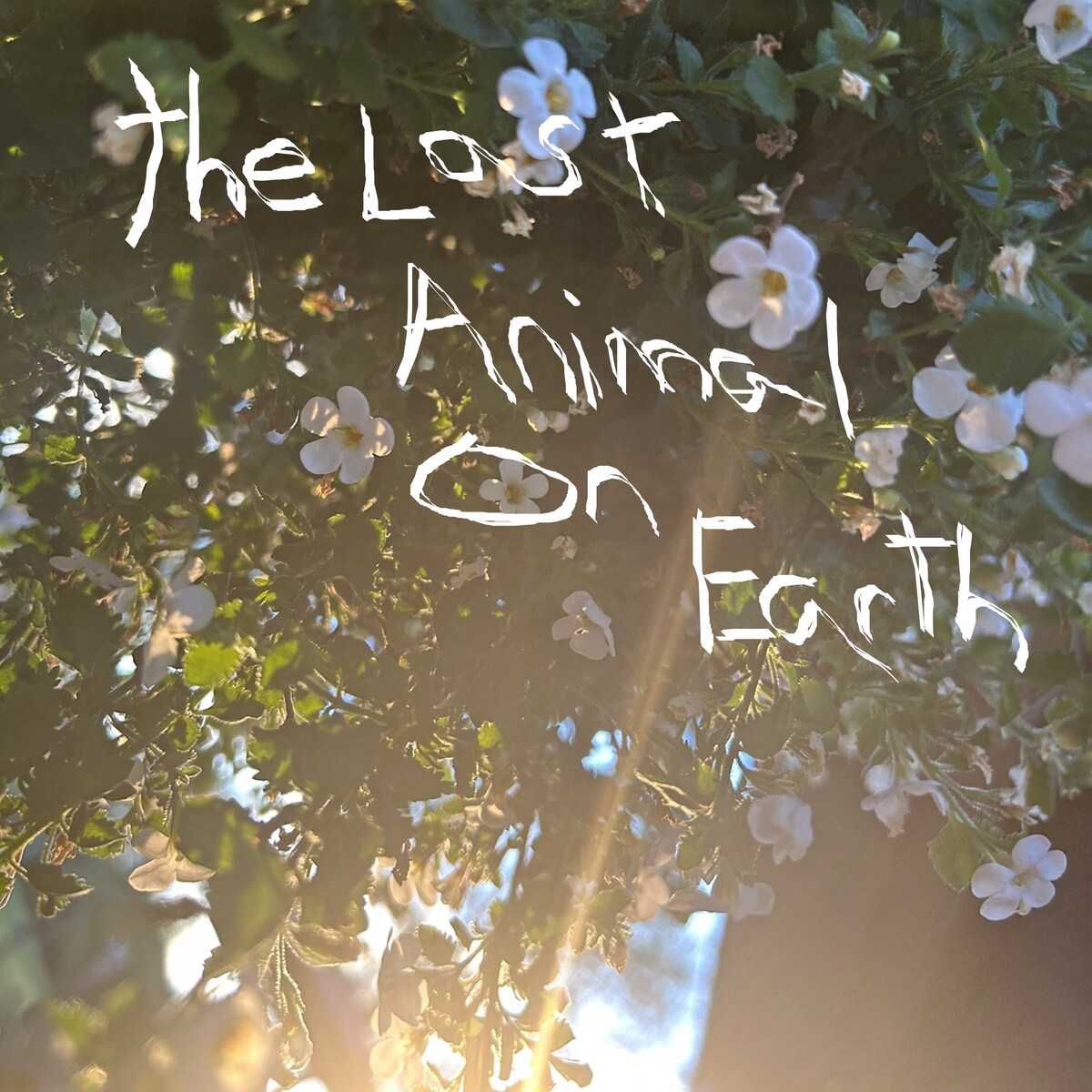 The Last Animal on Earth by The Dog of the North (Album): Reviews ...