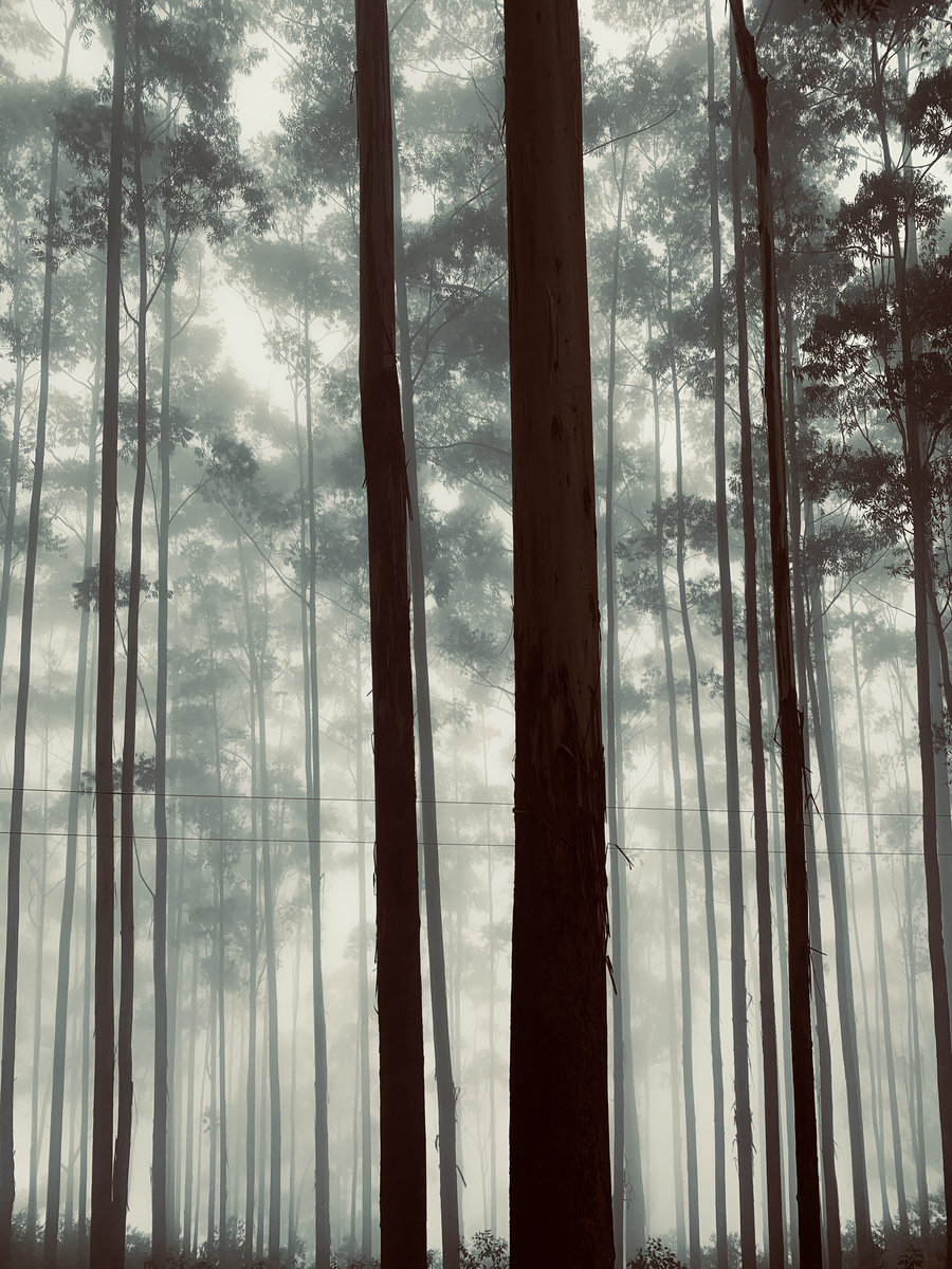 The Mist Giant Albums: songs, discography, biography, and listening ...