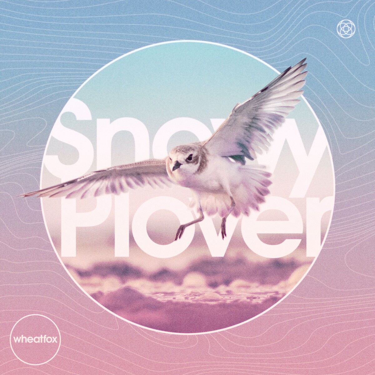 Snowy Plover by wheatfox (Single, Lo-Fi Hip Hop): Reviews, Ratings ...