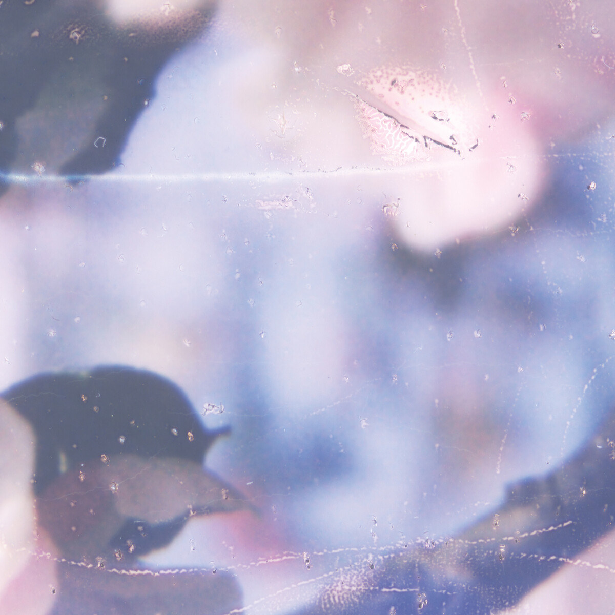 Fields We Found Albums: songs, discography, biography, and listening ...