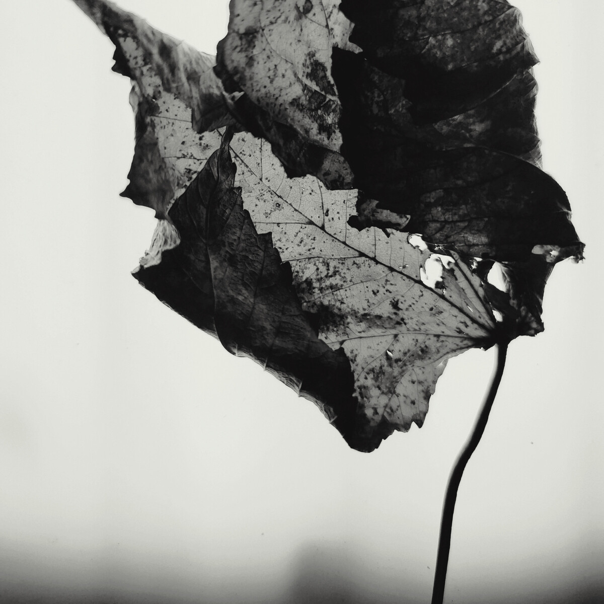 Fuee by Francis Gri (EP): Reviews, Ratings, Credits, Song list - Rate ...