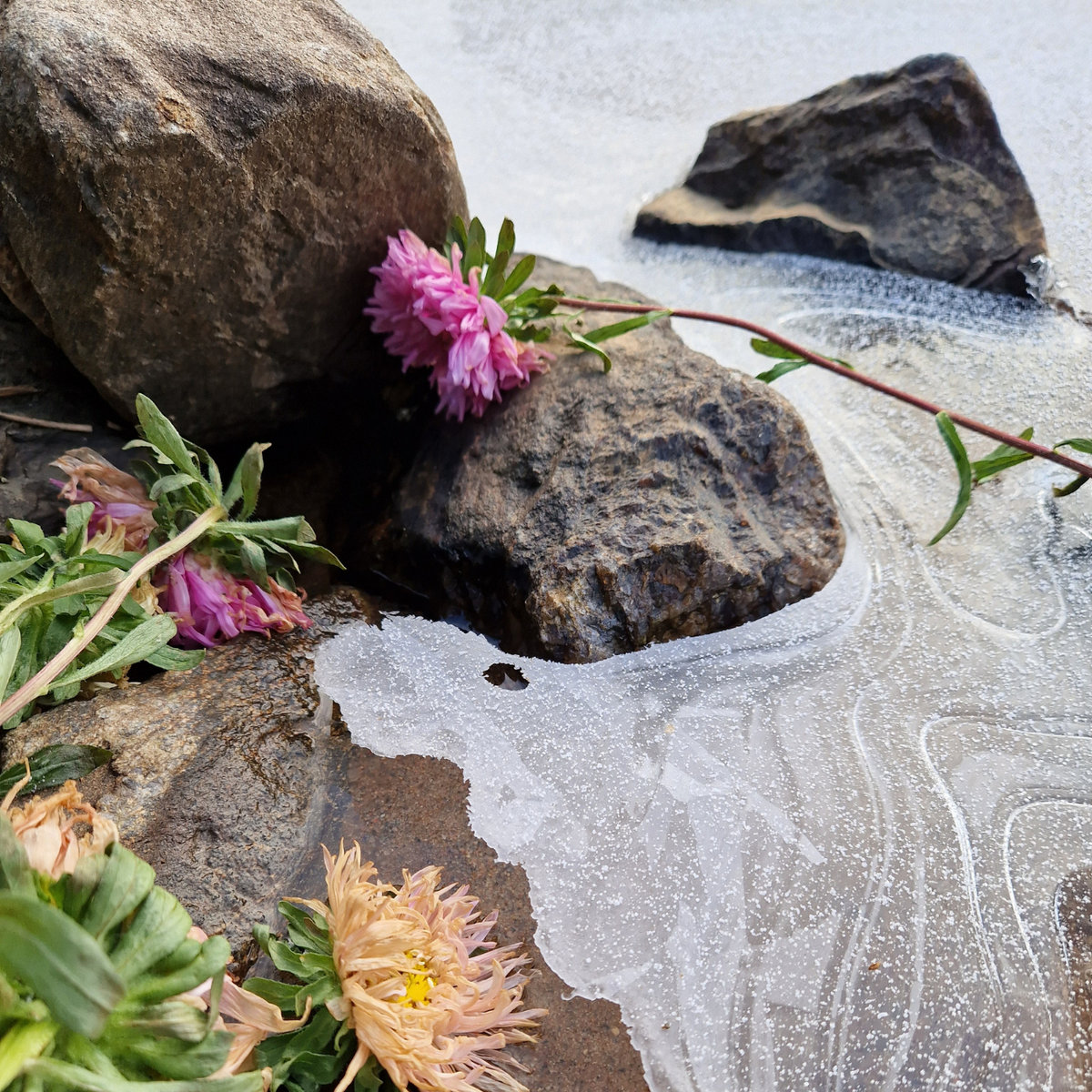 Cat State by Mumrunner (Single): Reviews, Ratings, Credits, Song list ...