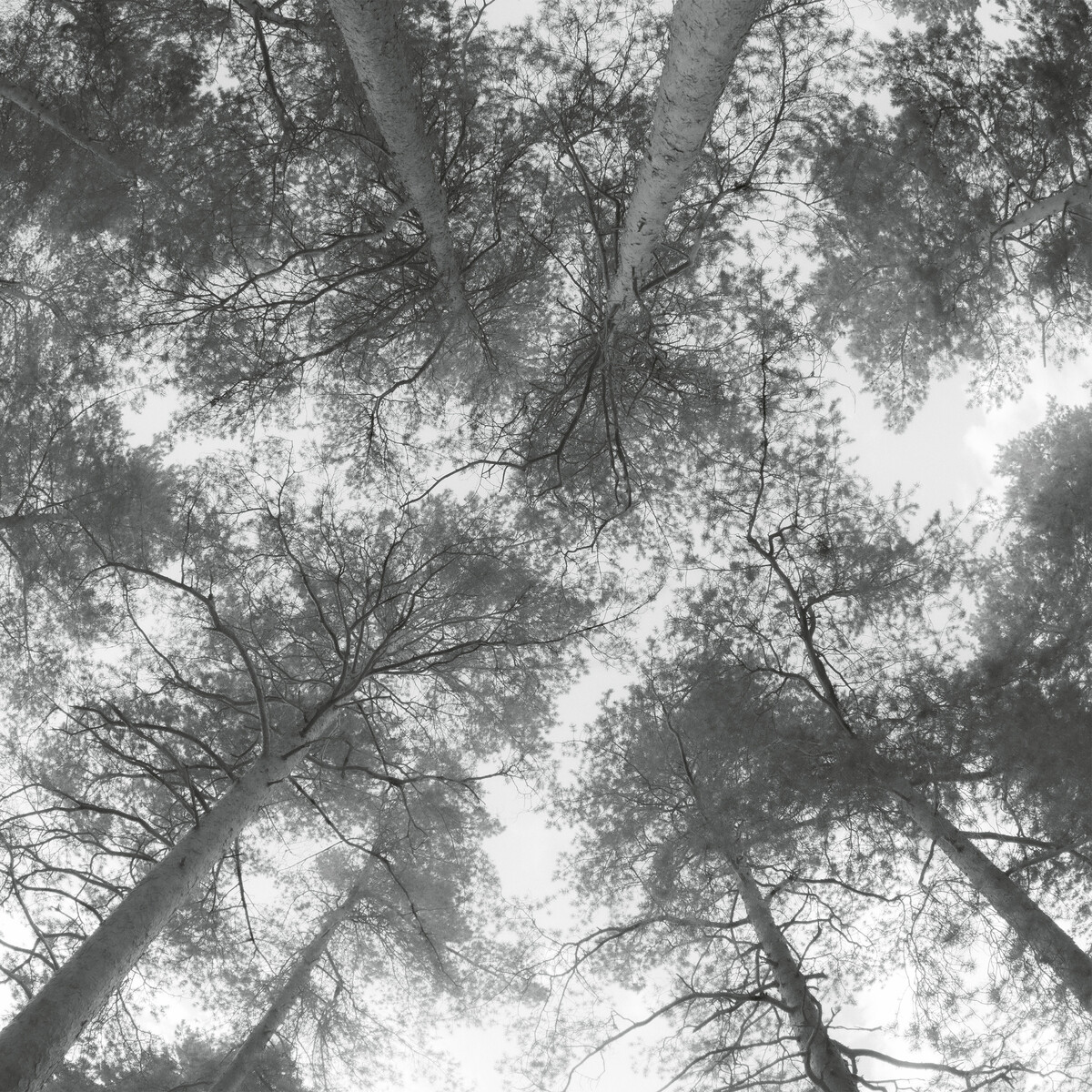 Traveller Song / Thanksong by Cassandra Miller (Album, Avant-Folk ...