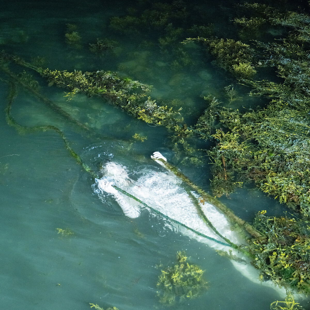 Albert Swarm Albums: songs, discography, biography, and listening guide ...