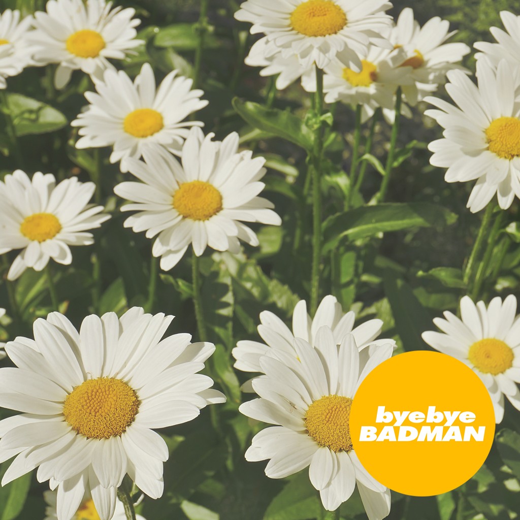 Daisy by 바이 바이 배드맨 [Bye Bye Badman] (Single): Reviews, Ratings, Credits ...