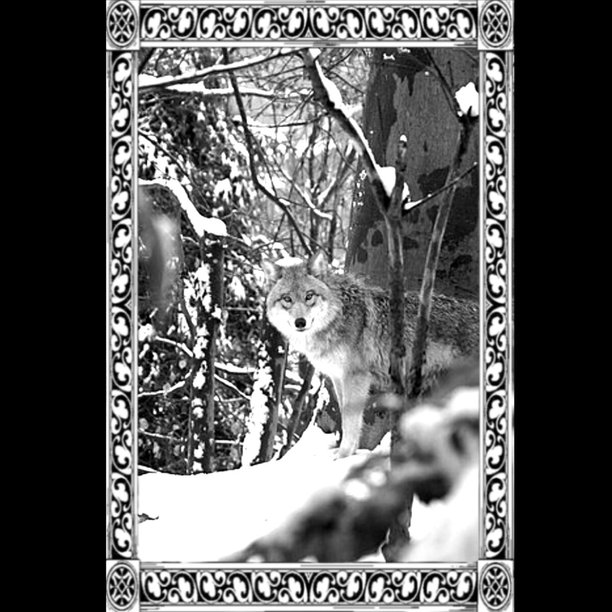 Wolven Dawn by Occult Mountain (Additional release): Reviews, Ratings ...