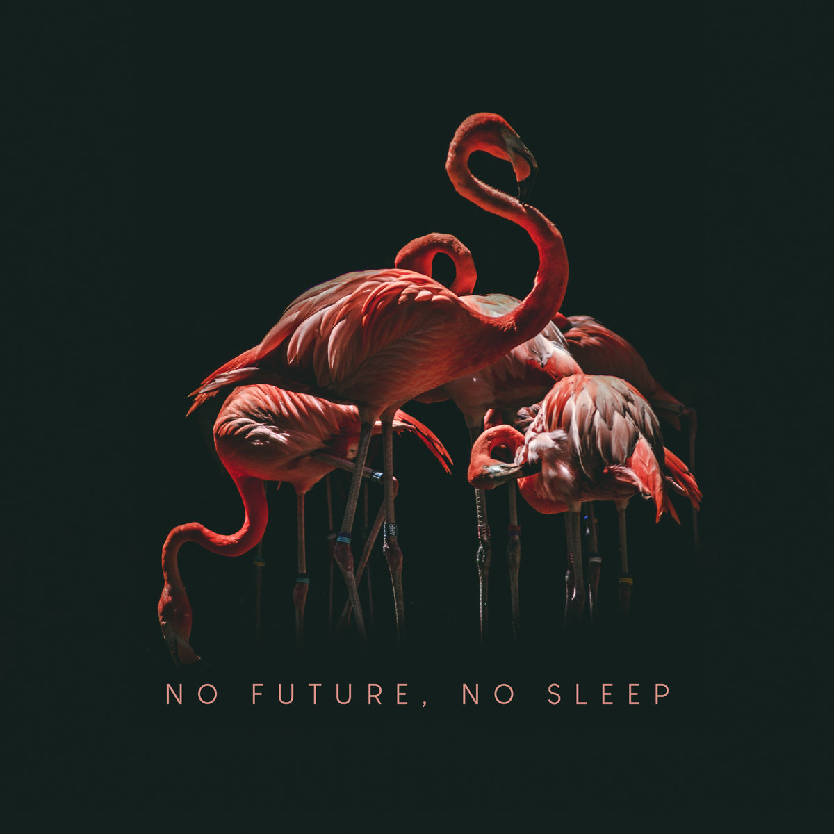 No Future, No Sleep by Ded Elk (Single): Reviews, Ratings, Credits ...