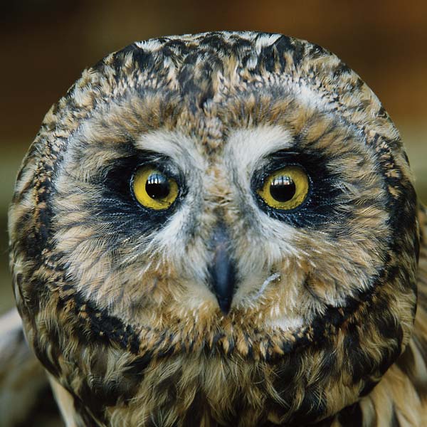 Jeff Burch Albums: songs, discography, biography, and listening guide ...