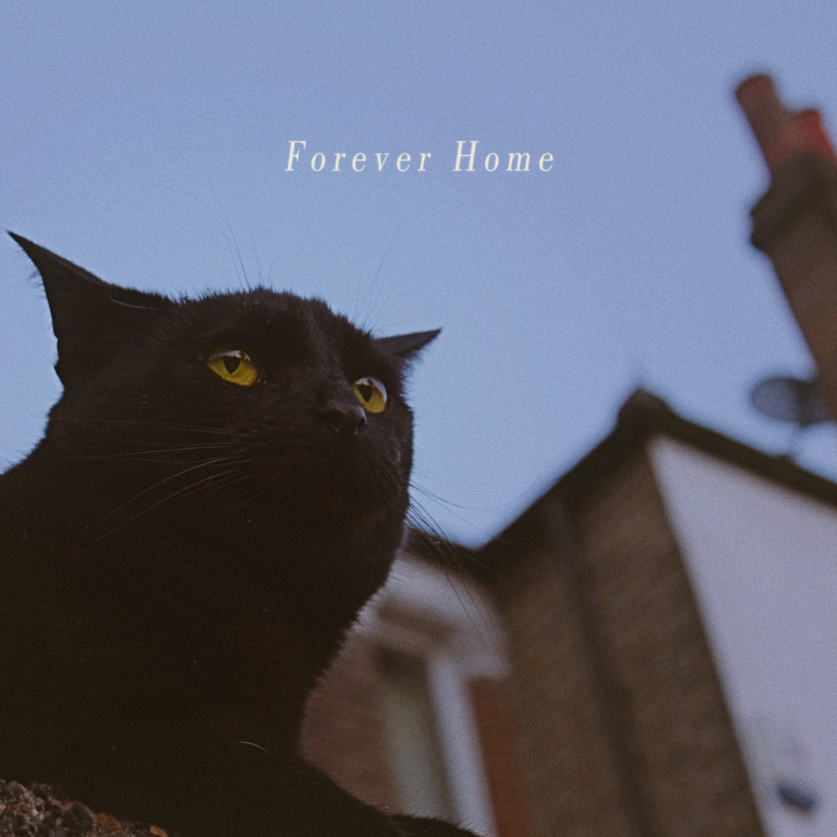 Forever Home Albums: songs, discography, biography, and listening guide ...
