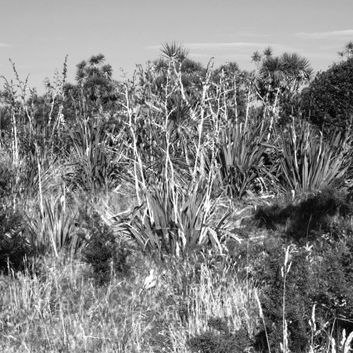 MMXVII - IV by Hiemal (Single): Reviews, Ratings, Credits, Song list ...