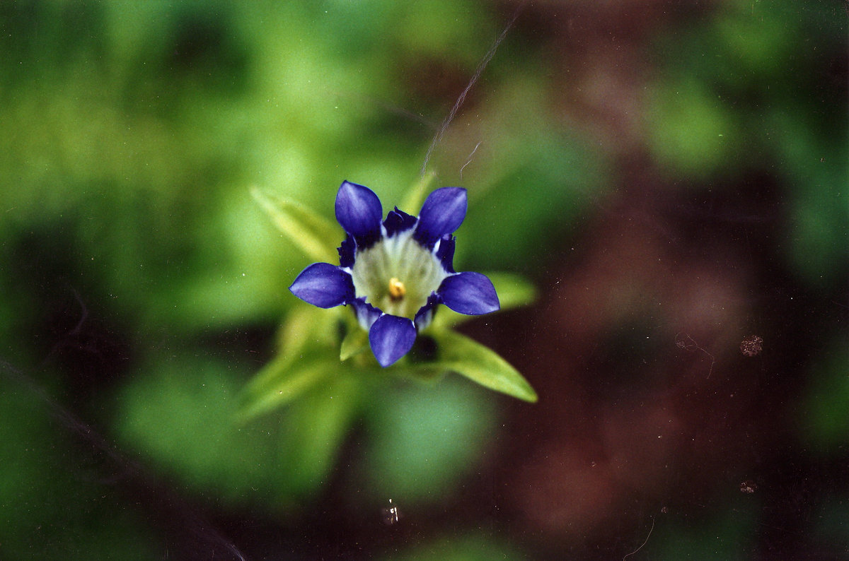 Grief by Letheia (EP, Depressive Black Metal): Reviews, Ratings ...