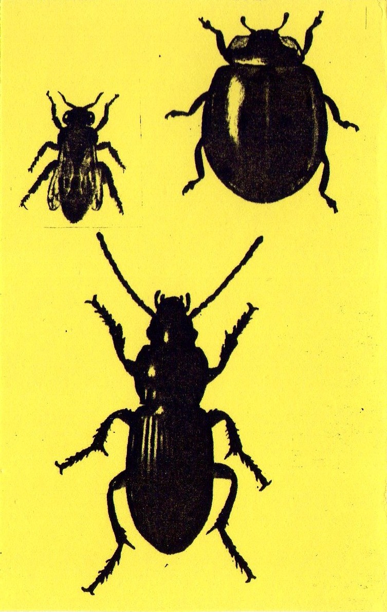 Insect Human by Insecticide (Album): Reviews, Ratings, Credits, Song ...