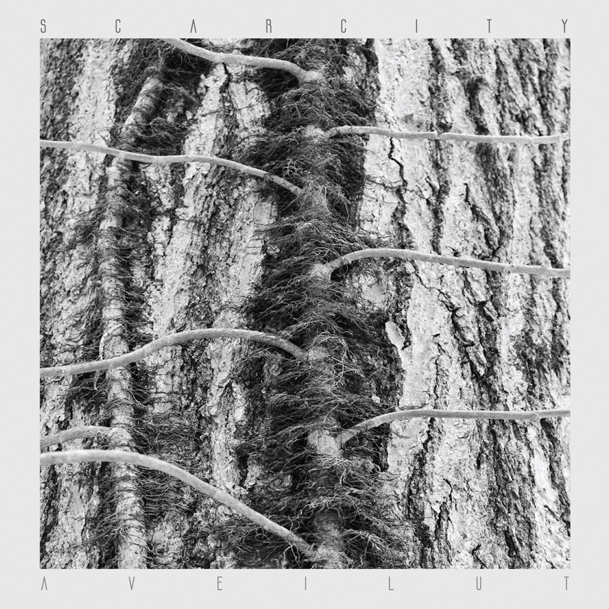 Aveilut by Scarcity (Album, Atmospheric Black Metal): Reviews, Ratings ...