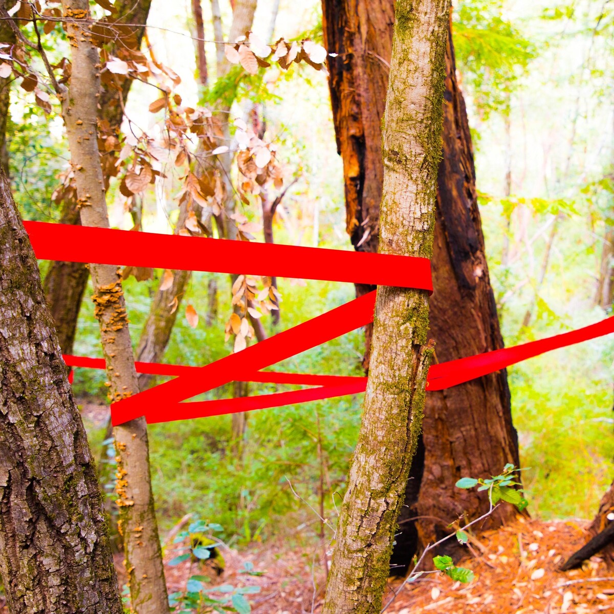 The Shewings of Julian of Norwich by Malini Sridharan (Album): Reviews ...