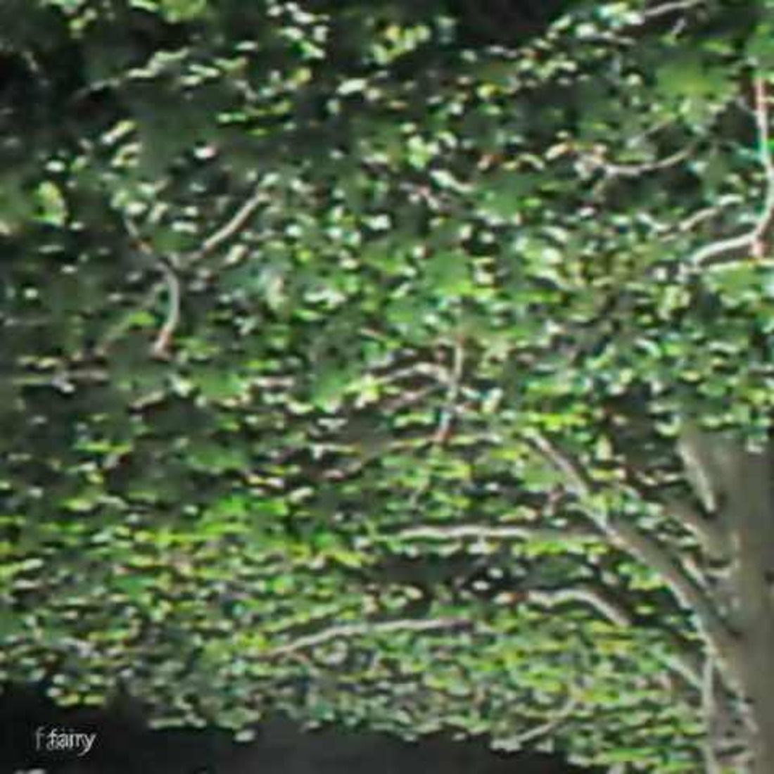 Fairy by Kiryano (Single): Reviews, Ratings, Credits, Song list - Rate ...