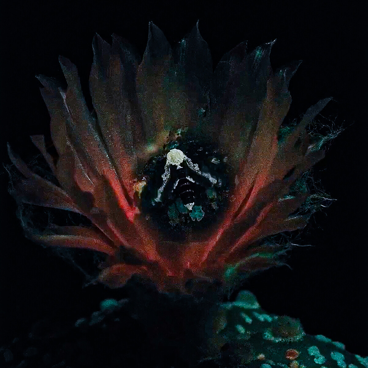 Follow the Hawk Moth by NYOS (Single): Reviews, Ratings, Credits, Song ...